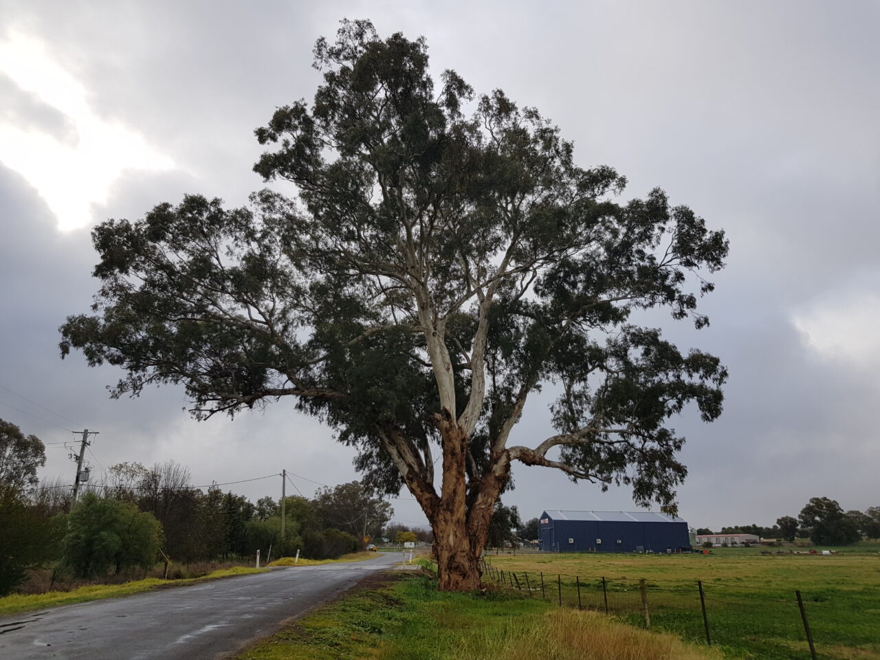 National Eucalypt Day 2023 | Weddin Landcare